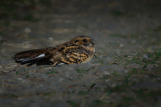 Pauraque Images – Browse 96 Stock Photos, Vectors, and Video | Adobe Stock