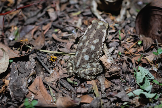 Sapo bilder – Bläddra bland 2,396 stockfoton, vektorer och videor ...