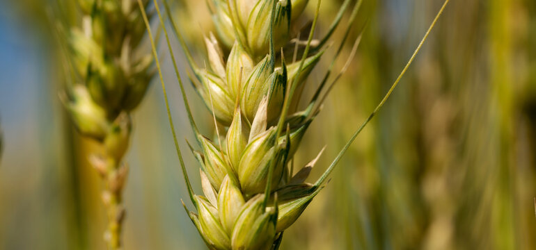 Weichweizen bilder – Bläddra bland 174 stockfoton, vektorer och videor ...
