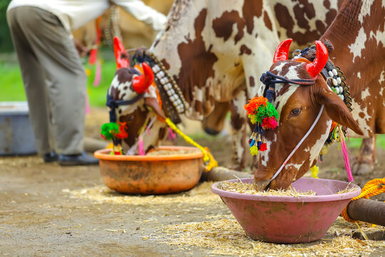 Polaa Bilder – Durchsuchen 118 Archivfotos, Vektorgrafiken und Videos ...