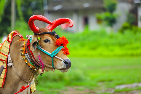 Polaa Bilder – Durchsuchen 118 Archivfotos, Vektorgrafiken und Videos ...