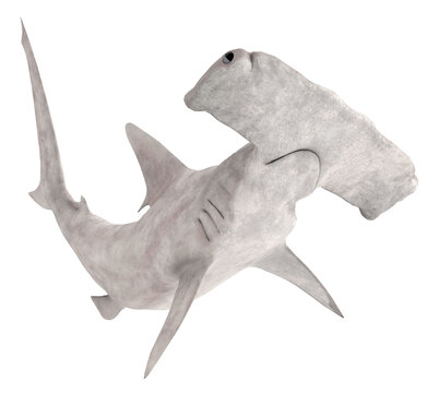 Hammerhai Images – Browse 103 Stock Photos, Vectors, and Video | Adobe ...