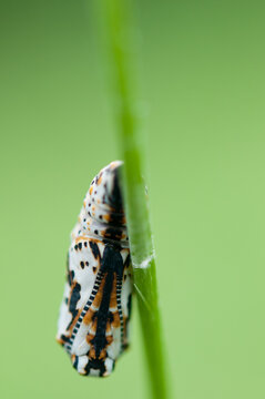 "Baltimore Checkerspot"-Bilder: Stock-Fotos & -Videos. | Adobe Stock