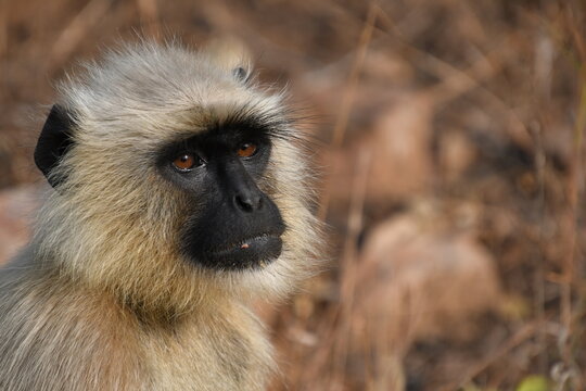 Pawian Bilder – Durchsuchen 243 Archivfotos, Vektorgrafiken und Videos ...