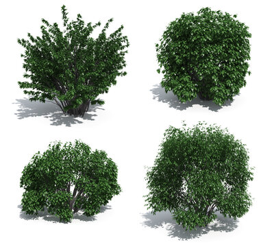 LAS 597,535 MEJORES IMÁGENES, FOTOS DE ARCHIVO Y VECTORES DE Shrub ...