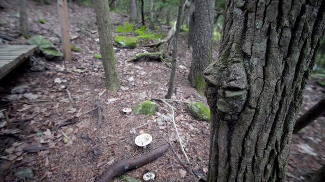 Knar Images – Browse 295 Stock Photos, Vectors, and Video | Adobe Stock