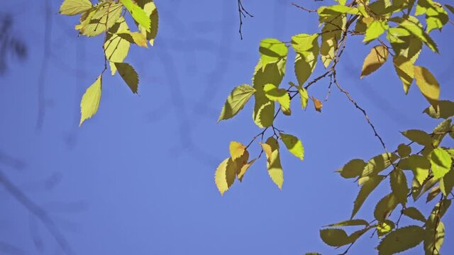 "Lote Tree" Images – Browse 77 Stock Photos, Vectors, and Video | Adobe ...