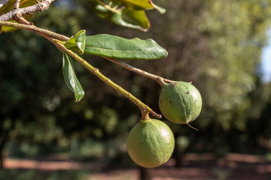 "Bush Nut" Immagini - Sfoglia 890 foto, vettoriali e video Stock ...