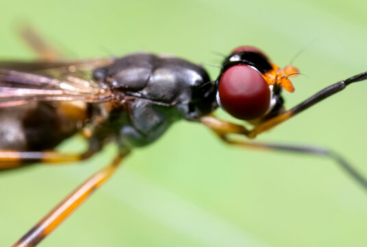 รูปภาพMicropezidae – เลือกดูภาพถ่ายสต็อก เวกเตอร์ และวิดีโอ134 | Adobe Stock