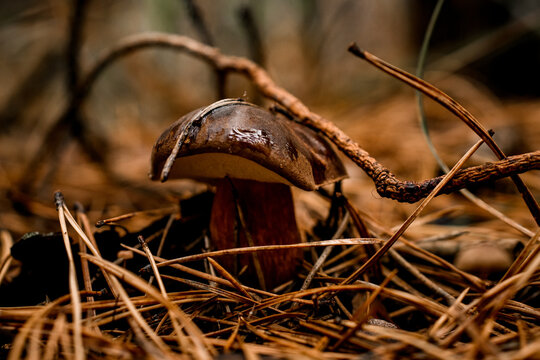 Wald-Champignon Bilder – Durchsuchen 2,964 Archivfotos, Vektorgrafiken ...