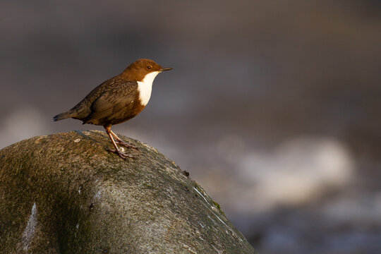 Dipper Bird Images – Browse 3,730 Stock Photos, Vectors, and Video ...