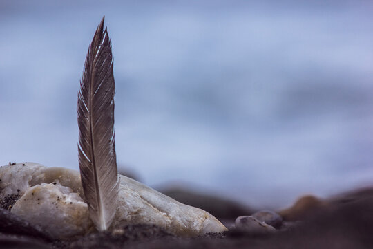 Pluma Bilder – Durchsuchen 7,287 Archivfotos, Vektorgrafiken und Videos ...