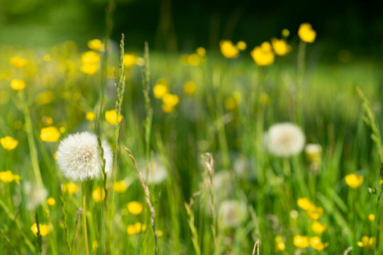Pusteblumenwiese Bilder – Durchsuchen 7,807 Archivfotos, Vektorgrafiken ...