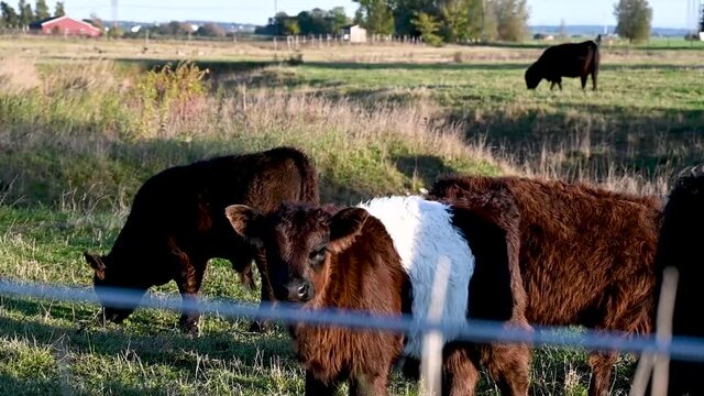 Belted Galloway Images – Browse 705 Stock Photos, Vectors, and Video ...