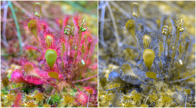 「Dichromacy」の画像 - 88 件の Stock 写真、ベクターおよびビデオ | Adobe Stock