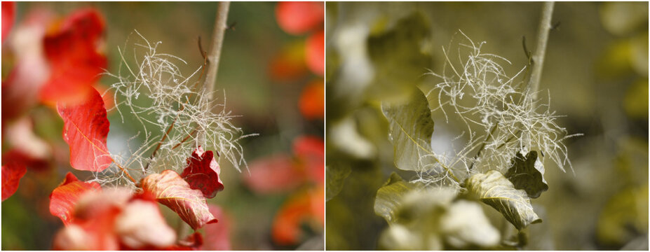 「Dichromacy」の画像 - 88 件の Stock 写真、ベクターおよびビデオ | Adobe Stock