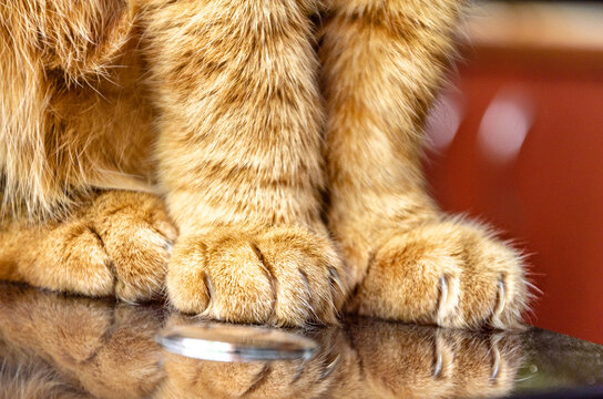 รูปภาพRedcat – เลือกดูภาพถ่ายสต็อก เวกเตอร์ และวิดีโอ190 | Adobe Stock