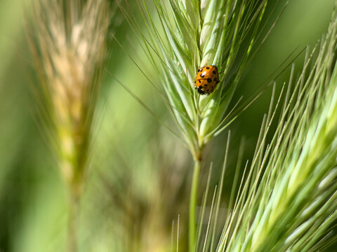 รูปภาพ"Hierba – เลือกดูภาพถ่ายสต็อก เวกเตอร์ และวิดีโอ40,690 | Adobe Stock
