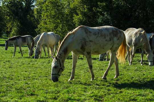รูปภาพLippizaner – เลือกดูภาพถ่ายสต็อก เวกเตอร์ และวิดีโอ2,052 | Adobe ...