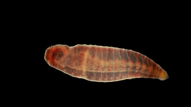 Protostomia Images – Browse 2,029 Stock Photos, Vectors, and Video ...