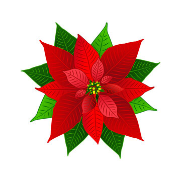 "Poinsettia Vector" Images – Browse 62 Stock Photos, Vectors, and Video ...