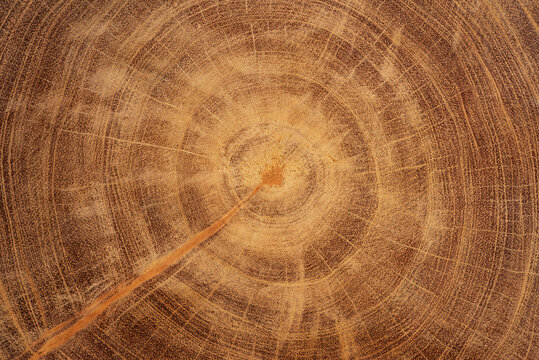 รูปภาพDendrochronology – เลือกดูภาพถ่ายสต็อก เวกเตอร์ และวิดีโอ37,280 ...