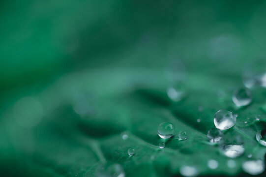 Imágenes de Rocio: descubre bancos de fotos, ilustraciones, vectores y ...