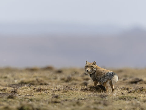 Tibetan Sand Fox Baby