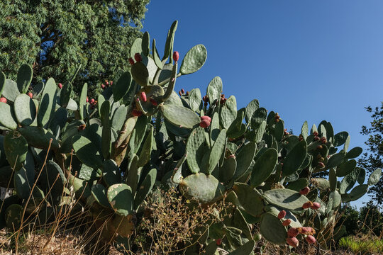 รูปภาพSabra – เลือกดูภาพถ่ายสต็อก เวกเตอร์ และวิดีโอ1,261 | Adobe Stock