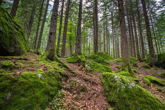 Alberi Immagini - Sfoglia 220,928 foto, vettoriali e video Stock ...
