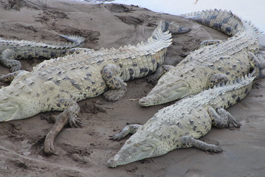รูปภาพCocodrilos – เลือกดูภาพถ่ายสต็อก เวกเตอร์ และวิดีโอ690 | Adobe Stock
