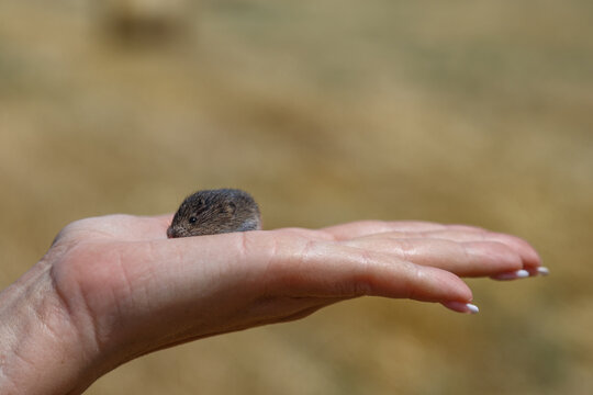 "Field Mouse" Images – Browse 2,139 Stock Photos, Vectors, and Video ...