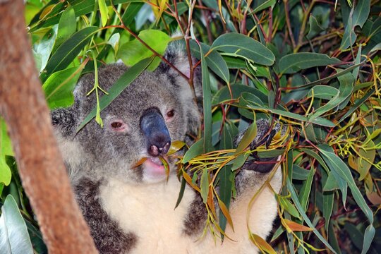 รูปภาพ"Kola Australia" – เลือกดูภาพถ่ายสต็อก เวกเตอร์ และวิดีโอ74 ...