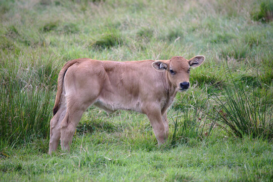 รูปภาพRuminant – เลือกดูภาพถ่ายสต็อก เวกเตอร์ และวิดีโอ70,439 | Adobe Stock