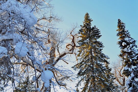 「Schneeverwehungen」の画像 - 399 件の Stock 写真、ベクターおよびビデオ | Adobe Stock