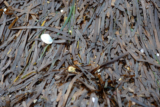 Tapeweed Images – Browse 36 Stock Photos, Vectors, and Video | Adobe Stock