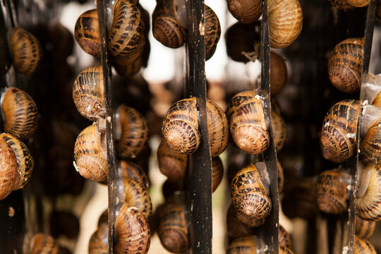 Heliciculture Imagens – Procure 1,014 fotos, vetores e vídeos | Adobe Stock