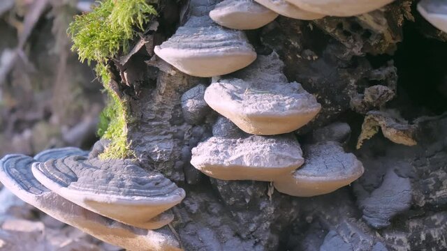 Knur Bilder – Durchsuchen 239 Archivfotos, Vektorgrafiken und Videos ...