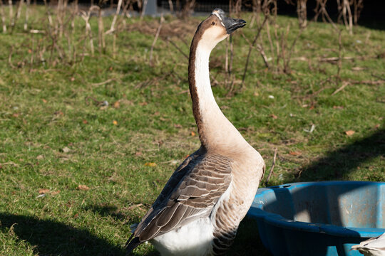 "African Goose" Images – Browse 1,382 Stock Photos, Vectors, and Video ...
