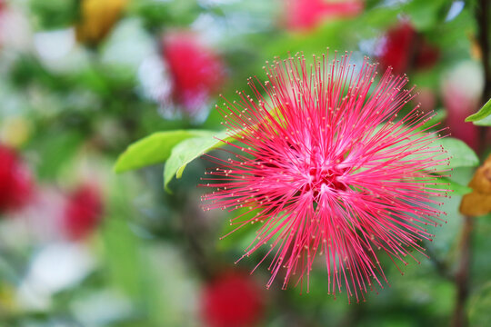 รูปภาพMimoseae – เลือกดูภาพถ่ายสต็อก เวกเตอร์ และวิดีโอ94 | Adobe Stock