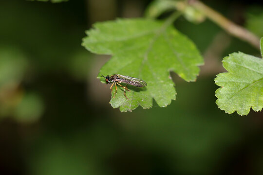 Dasselfliege bilder – Bläddra bland 15 stockfoton, vektorer och videor ...