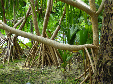 Stilt Root
