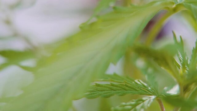 "Sugar Leaves" 이미지 – 찾아보기 416 스톡 사진, 벡터 및 비디오 | Adobe Stock