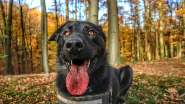 Scheusal bilder – Bläddra bland 339 stockfoton, vektorer och videor ...