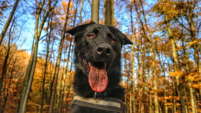 Scheusal bilder – Bläddra bland 339 stockfoton, vektorer och videor ...