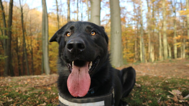 Scheusal Bilder – Durchsuchen 339 Archivfotos, Vektorgrafiken und ...