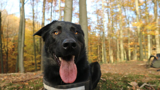 Scheusal bilder – Bläddra bland 339 stockfoton, vektorer och videor ...