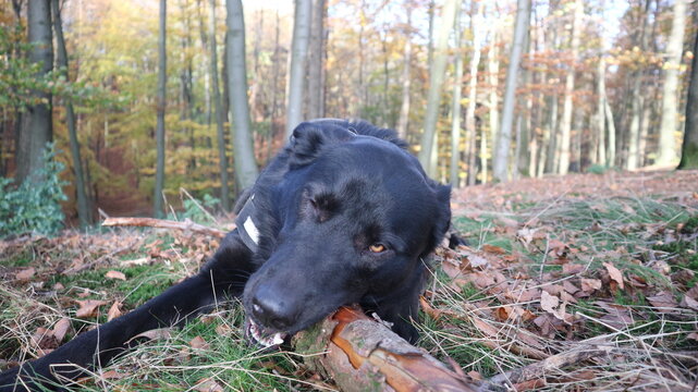 Scheusal bilder – Bläddra bland 339 stockfoton, vektorer och videor ...