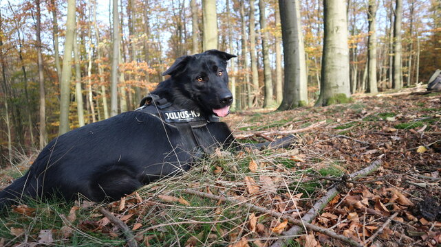 Scheusal bilder – Bläddra bland 339 stockfoton, vektorer och videor ...