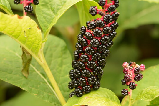 รูปภาพRacemose – เลือกดูภาพถ่ายสต็อก เวกเตอร์ และวิดีโอ515 | Adobe Stock